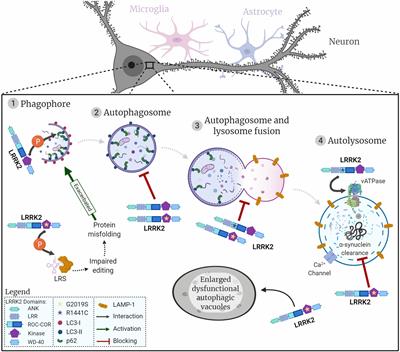 Frontiers | “LRRK2: Autophagy and Lysosomal Activity”